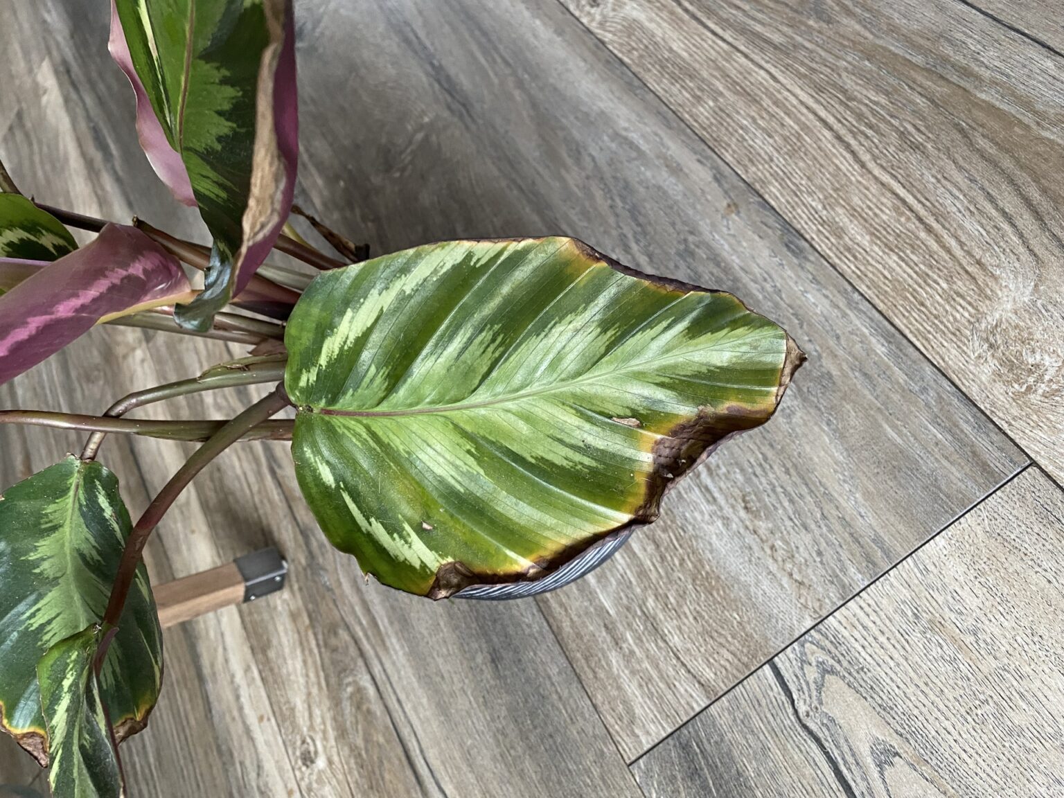Calathea verzorgen - Verzorgingstips van de kweker - Decorum