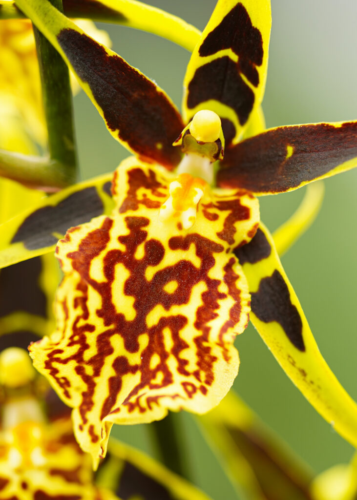 Explore the beautiful flowers and plants from our growers - Decorum