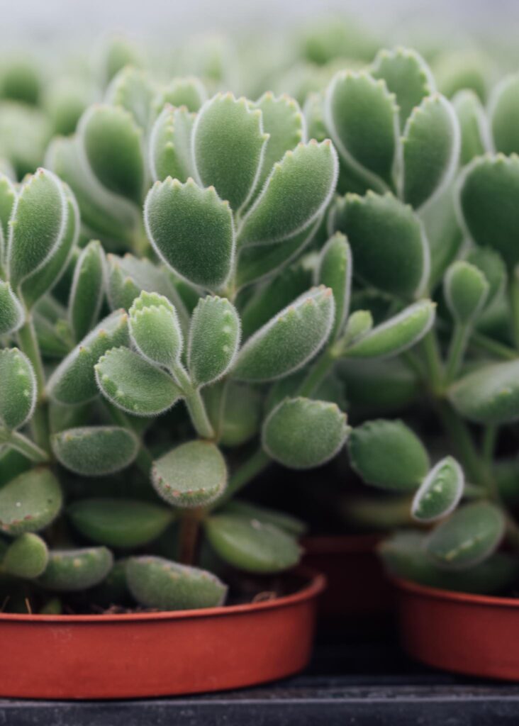 Discover the beautiful flowers and plants from our growers - Decorum