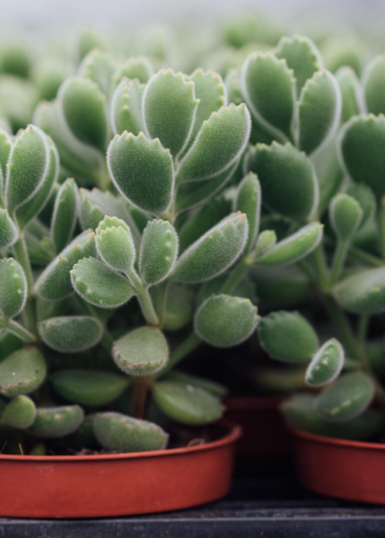 Explore the beautiful flowers and plants from our growers - Decorum