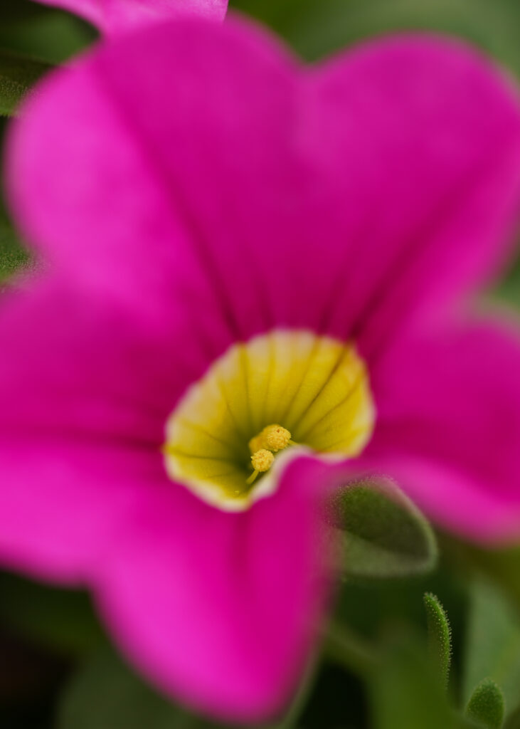 Explore the beautiful flowers and plants from our growers - Decorum