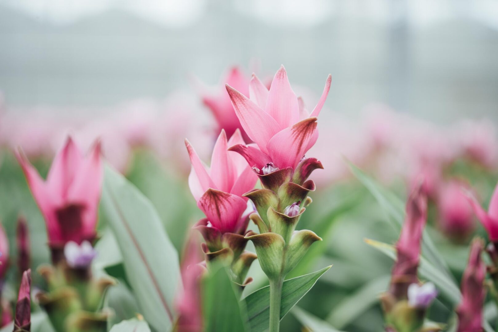 Explore the beautiful flowers and plants from our growers - Decorum