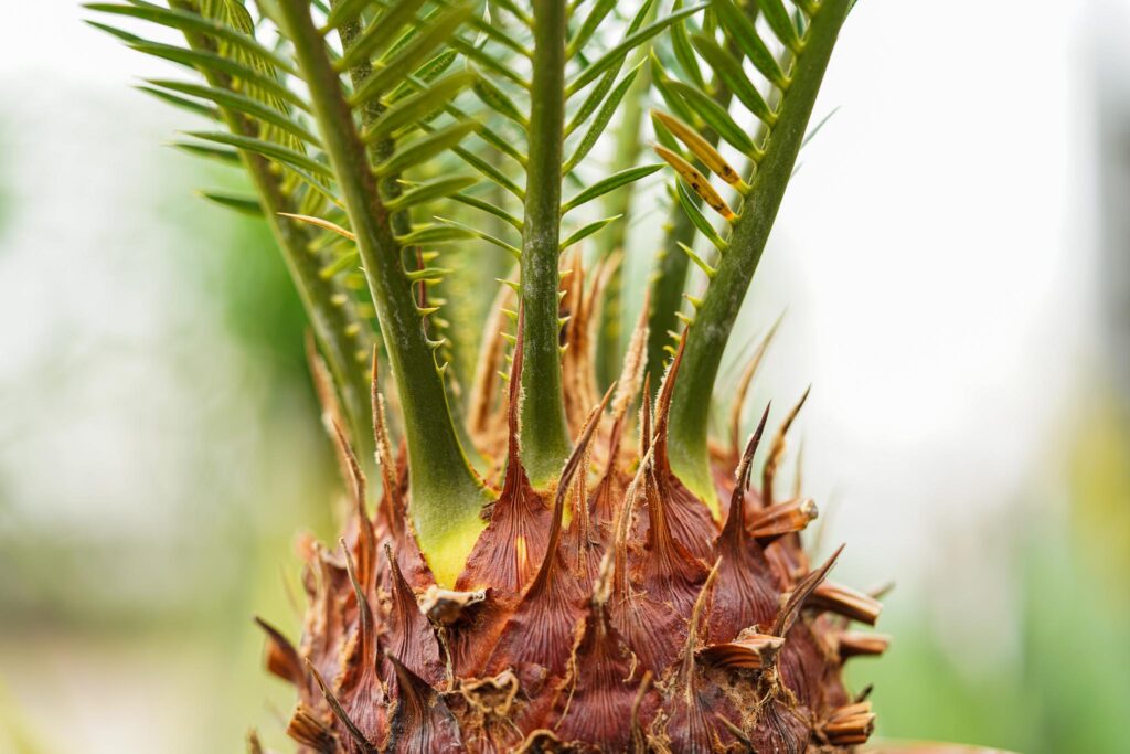 Explore the beautiful flowers and plants from our growers - Decorum