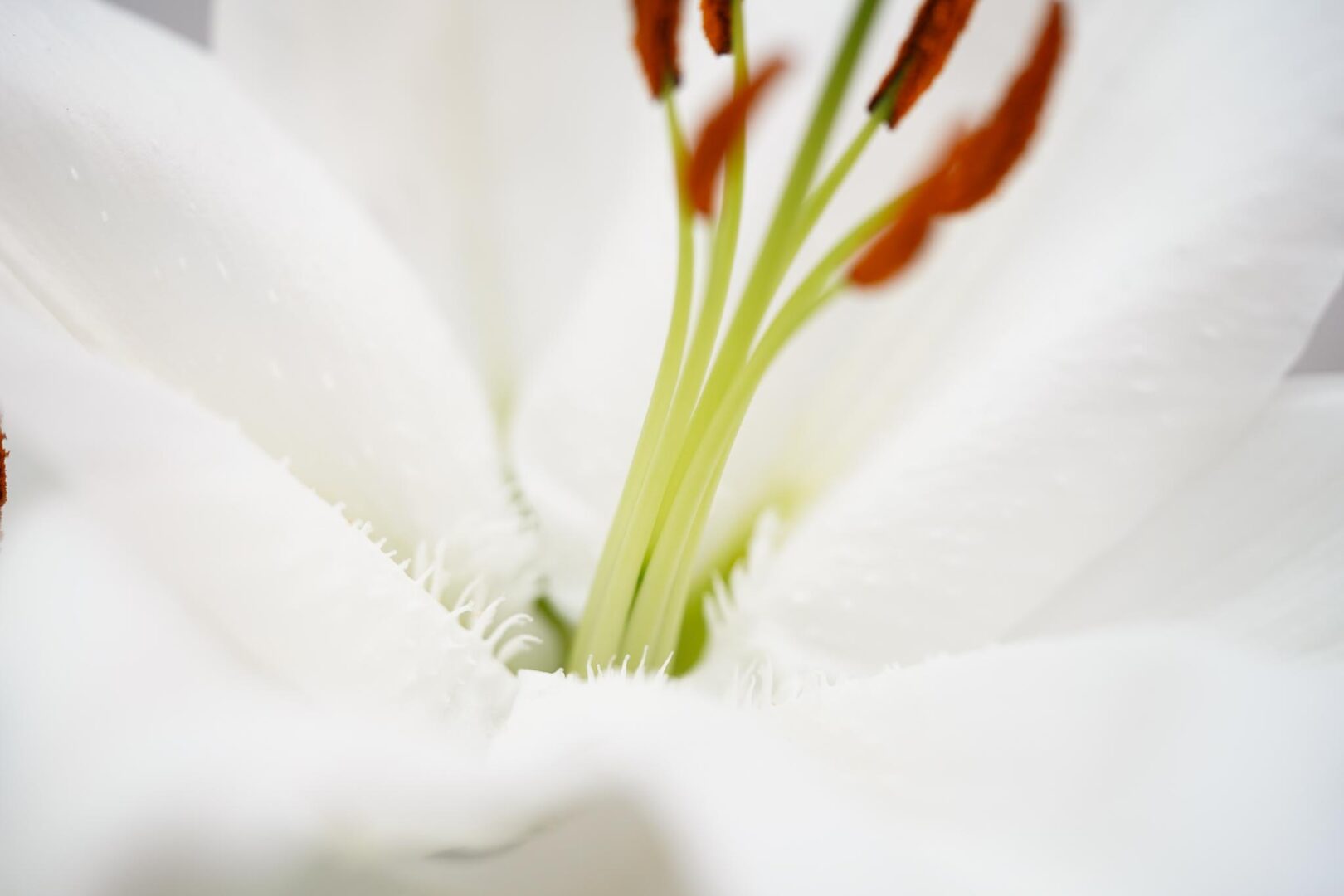 Discover the beautiful flowers and plants from our growers - Decorum