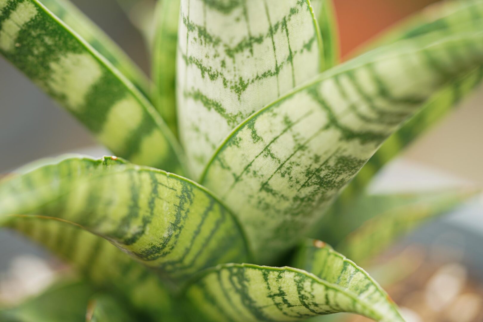 Shade plants | Decorum