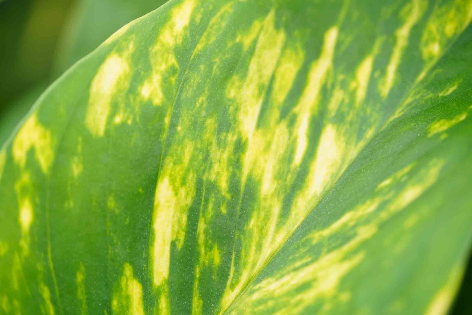 Explore the beautiful flowers and plants from our growers - Decorum