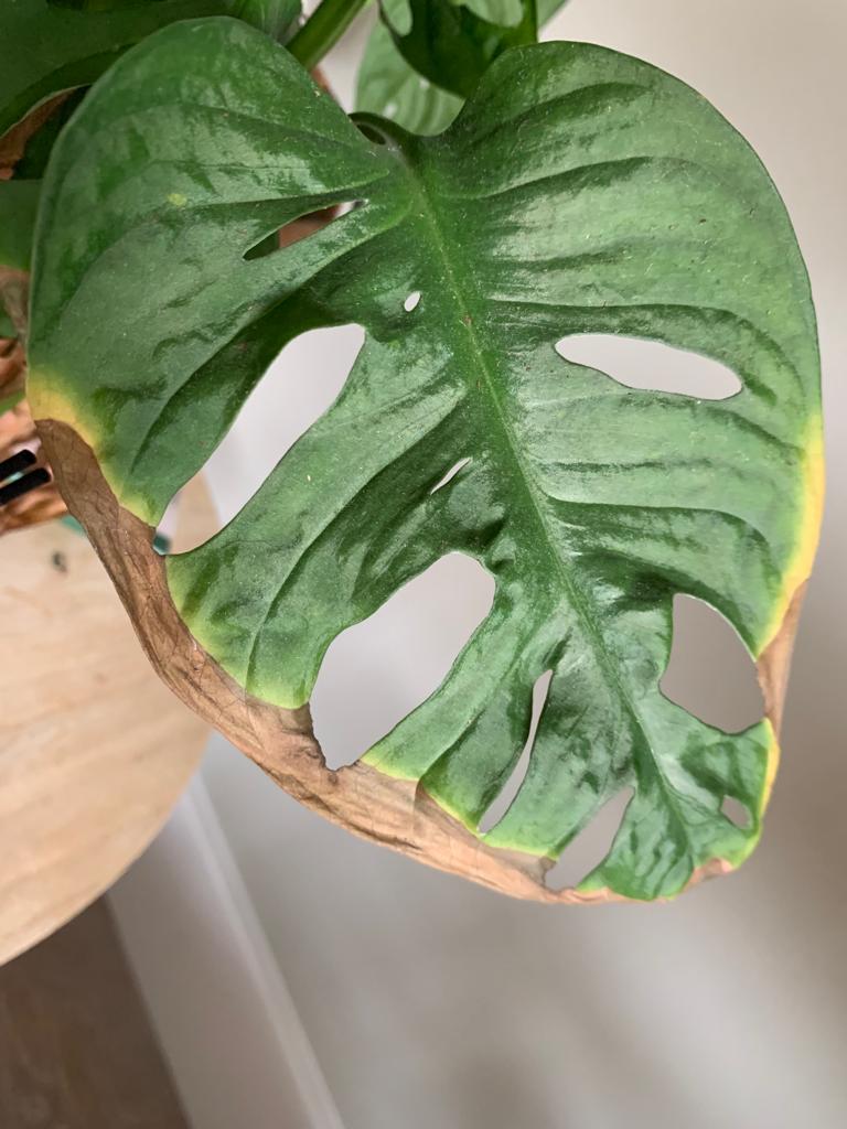 Monstera (Gatenplant) verzorgen - Tips van de kweker - Decorum