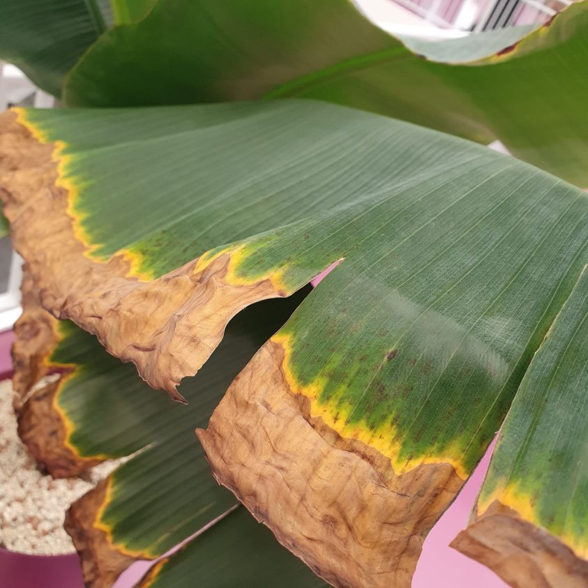 Bananenplant (Musa) verzorgen - Tips vd kweker - Decorum