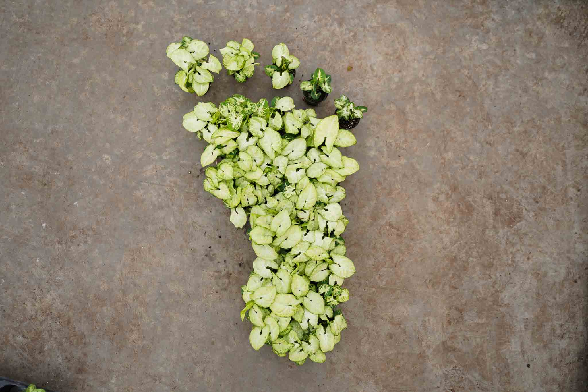 Decorum | Sustainability