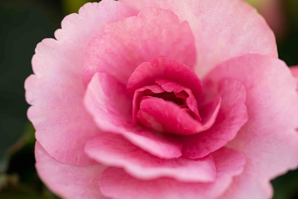 Explore the beautiful flowers and plants from our growers - Decorum