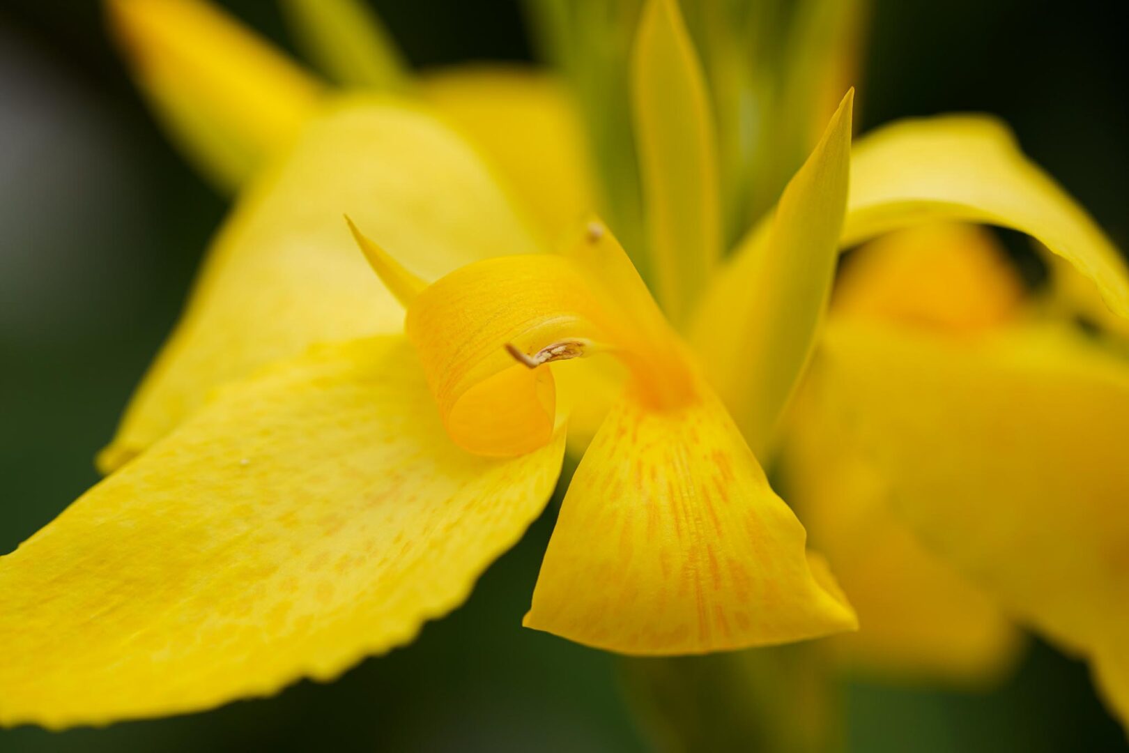 Explore the beautiful flowers and plants from our growers - Decorum
