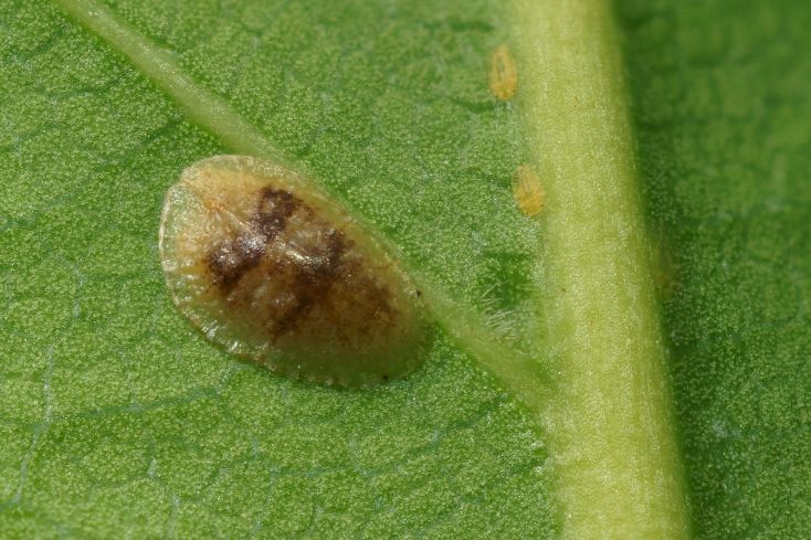 Ziektes bij kamerplanten - Decorum