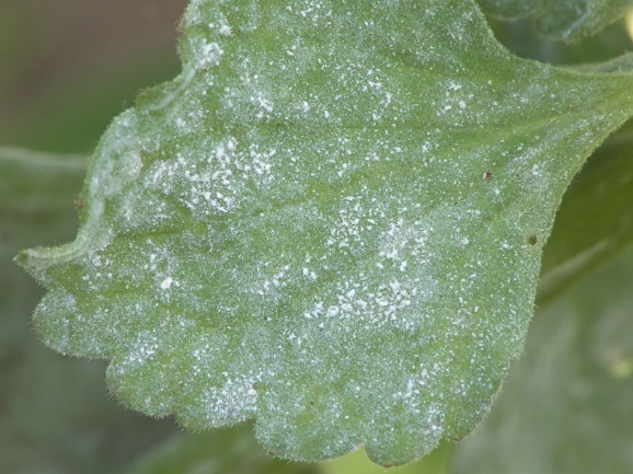 Meeldauw biologisch bestrijden - 3 supertips - Decorum