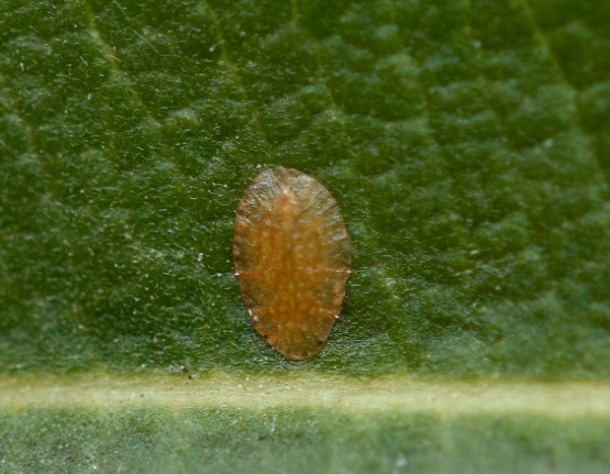 Ziektes bij kamerplanten - Decorum