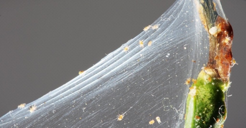 Spint biologisch bestrijden - 5 supertips - Decorum