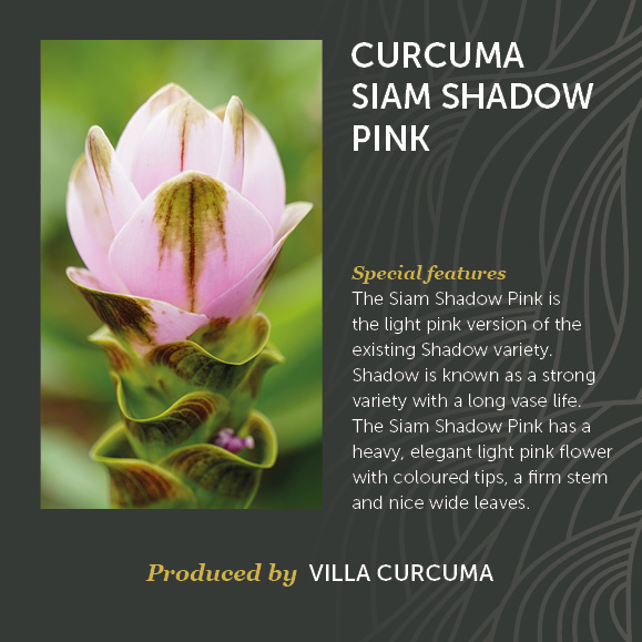 Novelties - de nieuwste producten van onze kwekers - Decorum