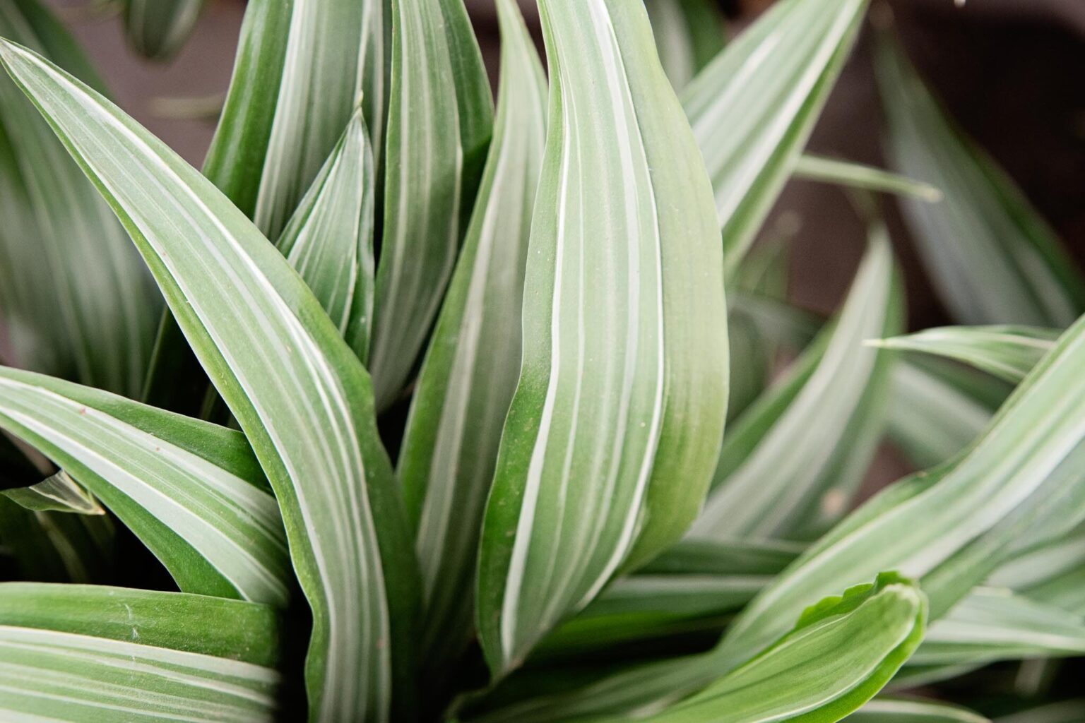 Shade plants | Decorum