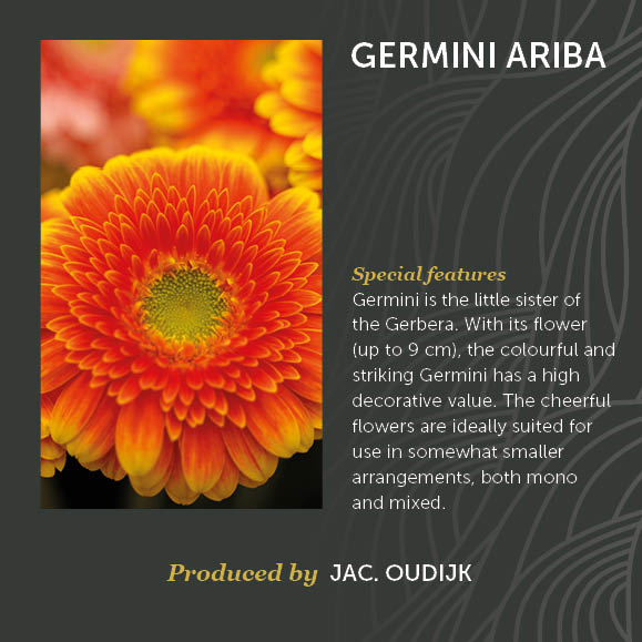 Decorum Novelties