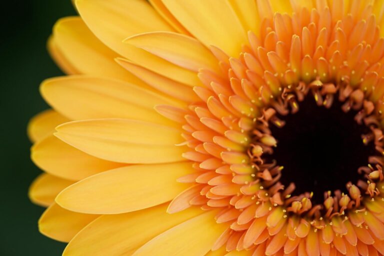 De veelzijdige Gerbera - bloem van de maand April | Decorum