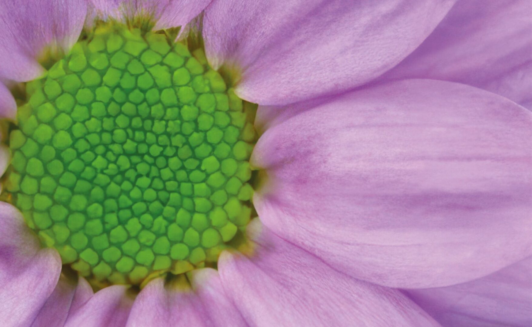 Noviteiten - Decorum