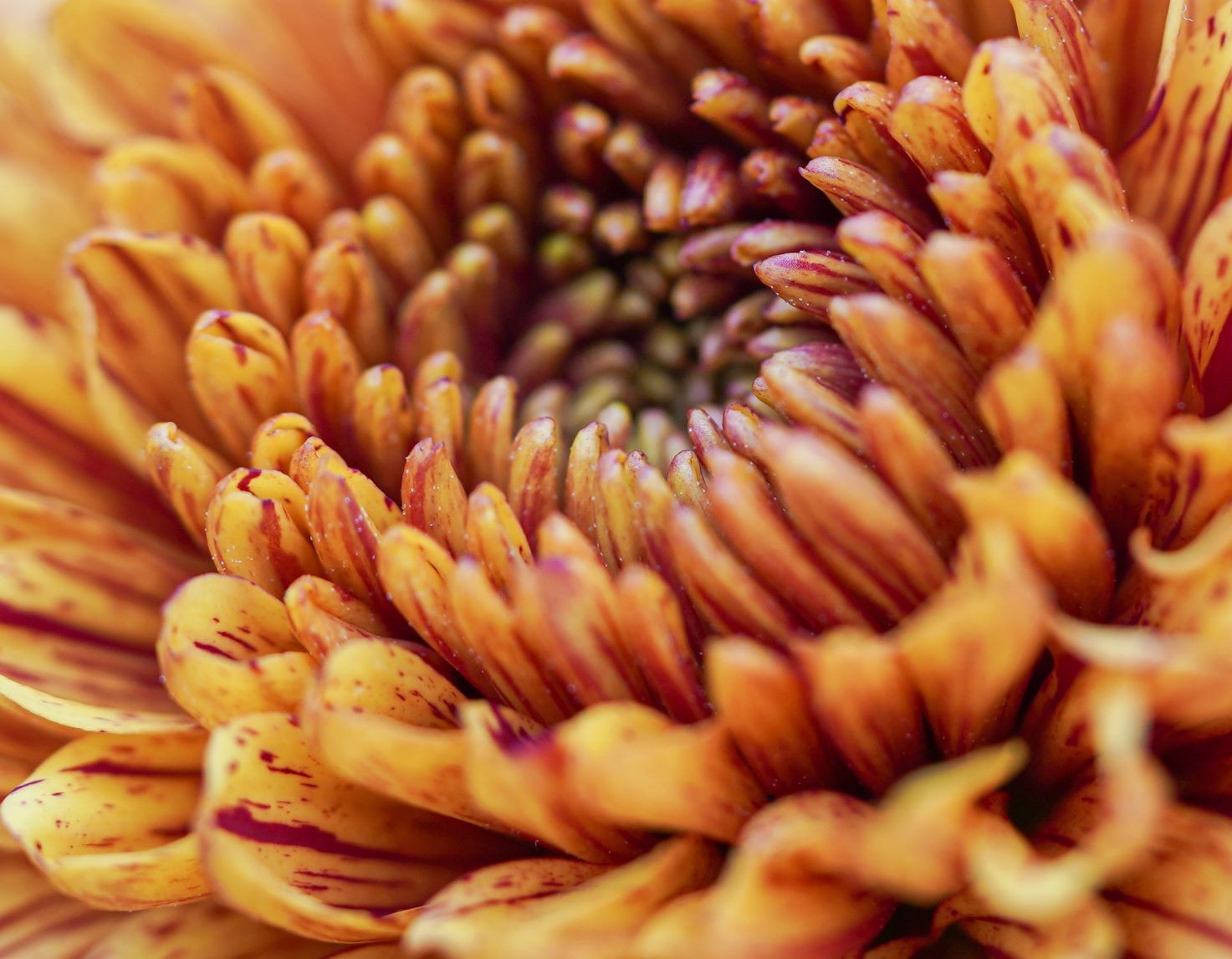 Decorum Chrysant - Decorum