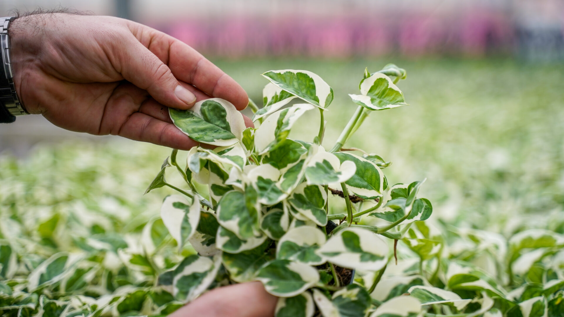The first Decorum Only plant selection - Decorum