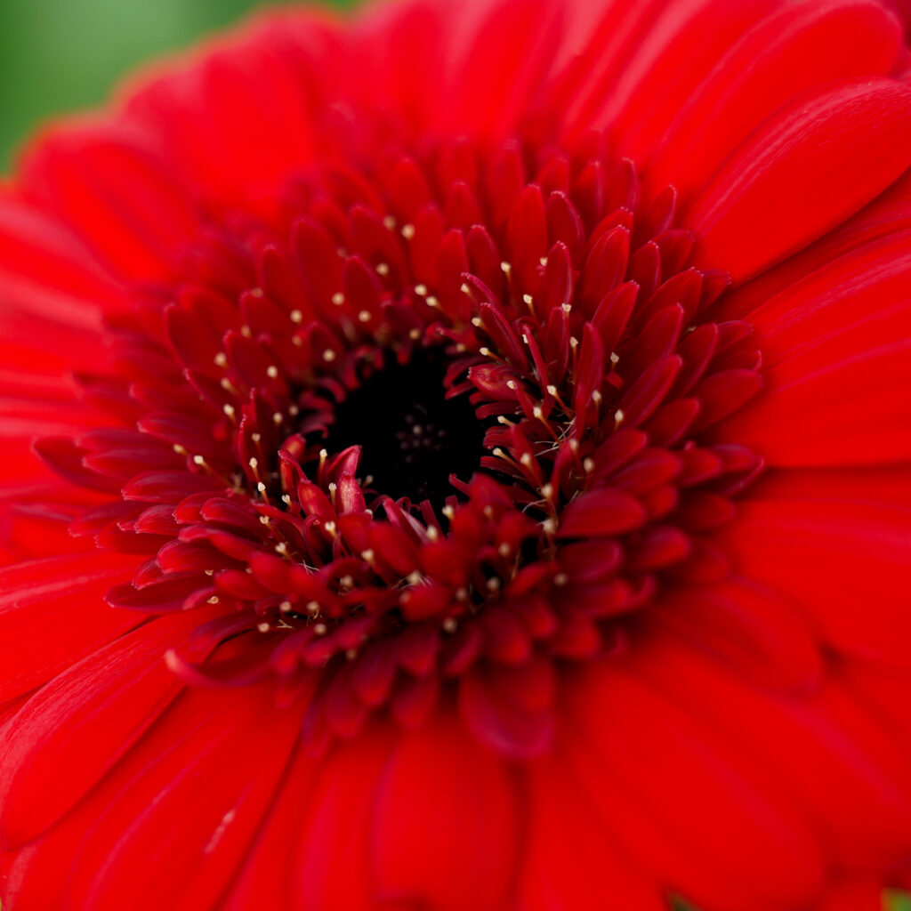 Noviteiten - Decorum