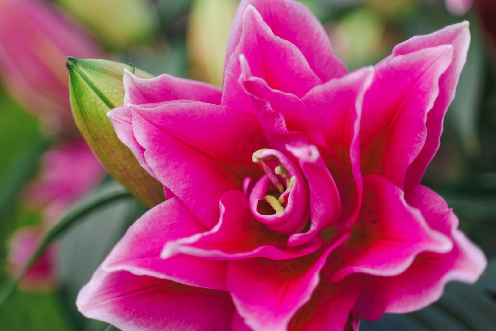 Noviteiten - Decorum