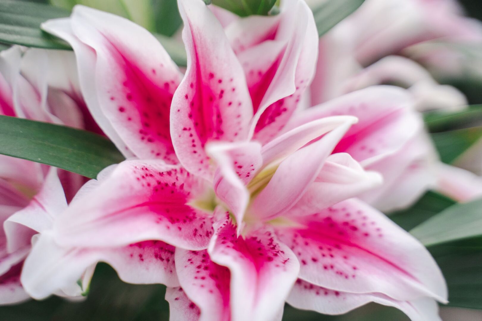 Noviteiten - Decorum